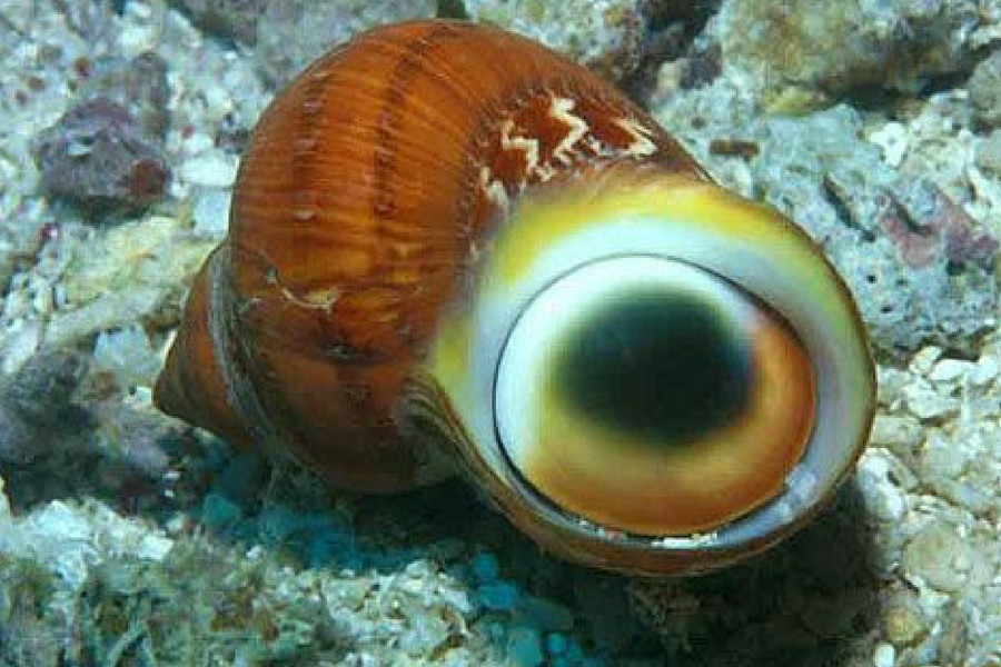 Conches- Birgo ek Sikore - The Creole Melting Pot