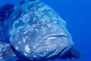 Grouper-Vyey - The Creole Melting Pot