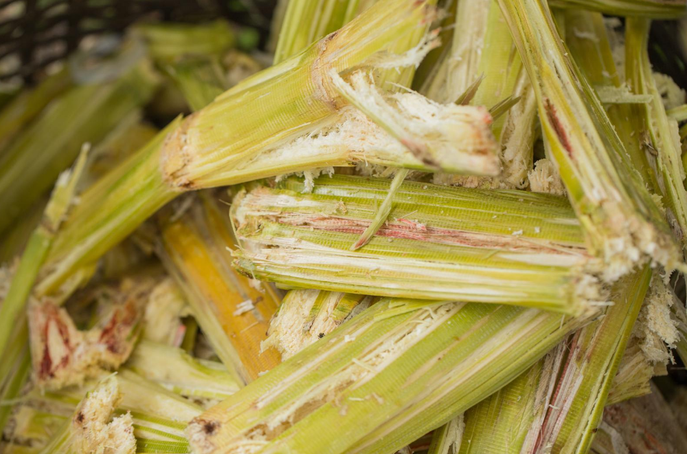 Fermented cane juice in Seychelles- Baka dan Sesel - The Creole Melting Pot