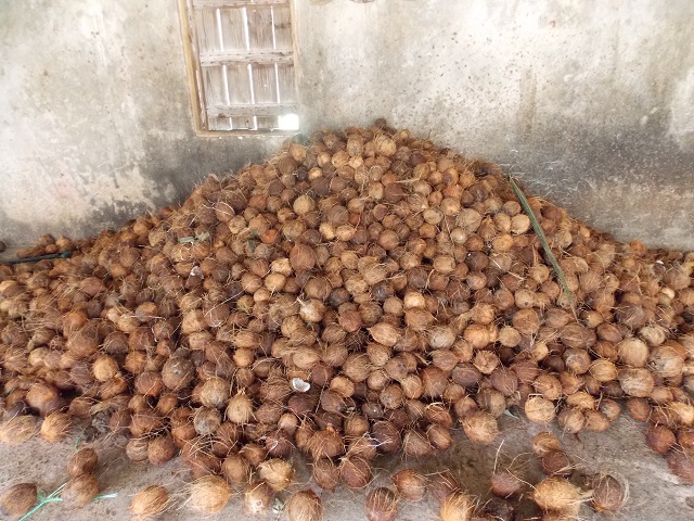 Coconut Picking and Husking -Ramas ek Plis Koko - The Creole Melting Pot