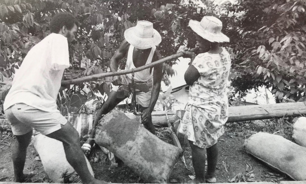 The Cinnamon in Seychelles- A Brief History - The Creole Melting Pot