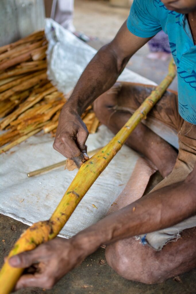 The Cinnamon in Seychelles- A Brief History - The Creole Melting Pot