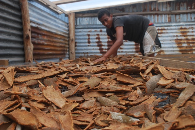 The Cinnamon in Seychelles- A Brief History - The Creole Melting Pot