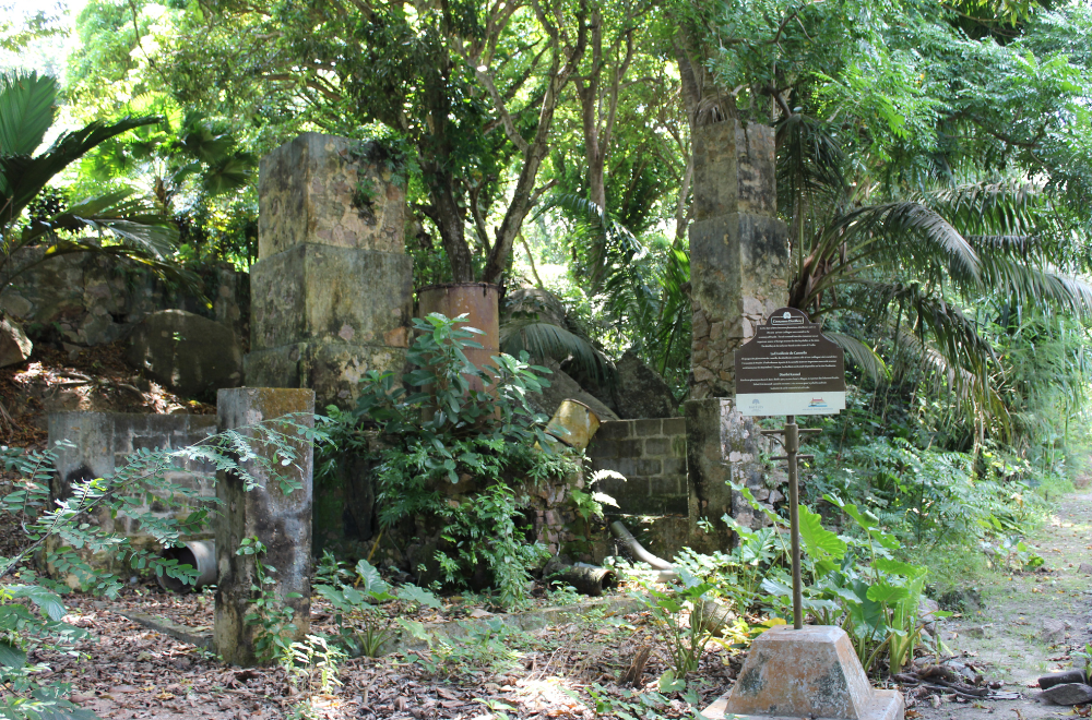 The Cinnamon in Seychelles- A Brief History - The Creole Melting Pot