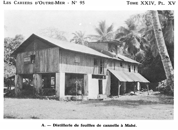 The Cinnamon in Seychelles- A Brief History - The Creole Melting Pot