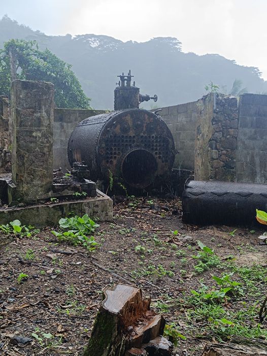 The Cinnamon in Seychelles- A Brief History - The Creole Melting Pot