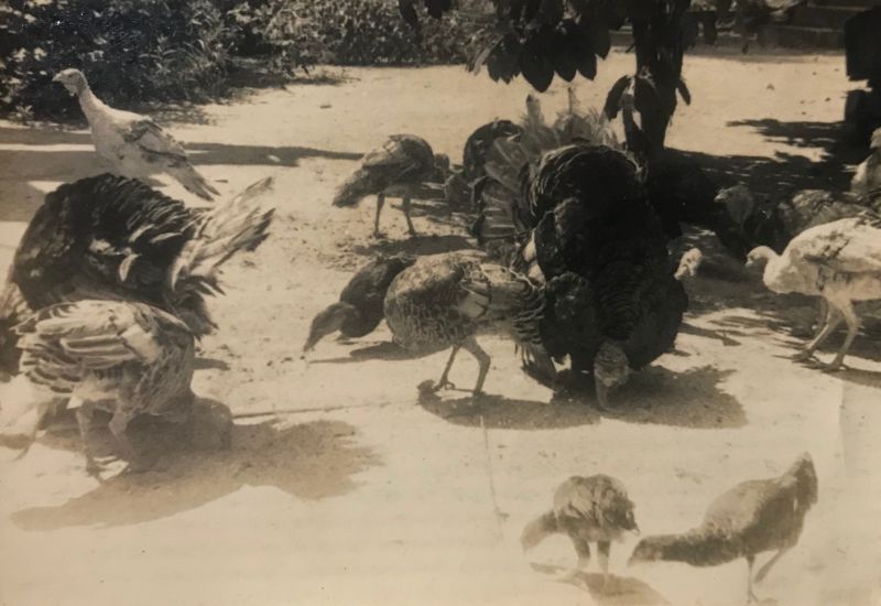 Plantation Life on Silhouette Island in the late 1960 - The Creole ...