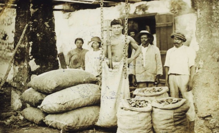 The Cinnamon in Seychelles- A Brief History - The Creole Melting Pot